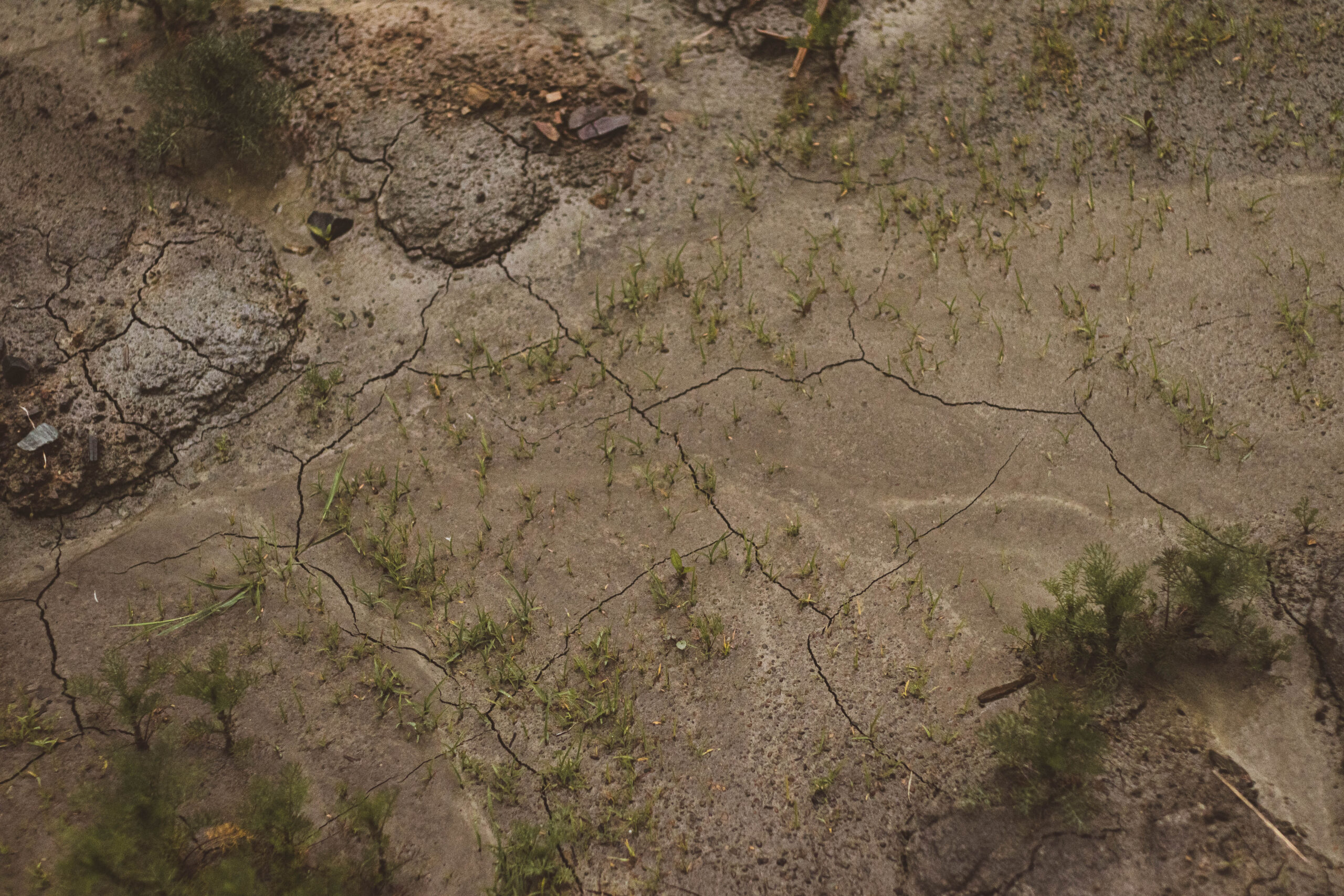 Wild Clay – Anja Slapnicar